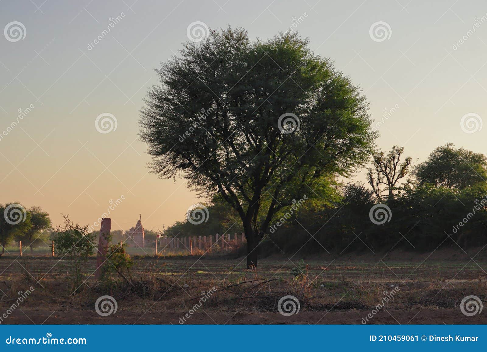 Babul Tree in the Garden Farm , India Stock Image - Image of indian ...