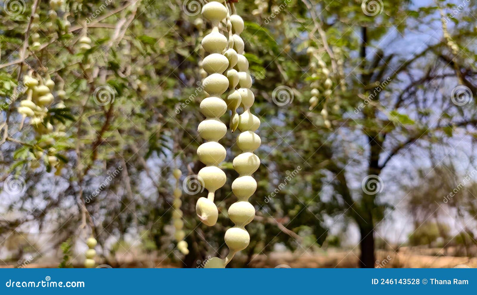 Acacia Babul Tree Pods on the Branches, Close Up Image Stock Photo ...