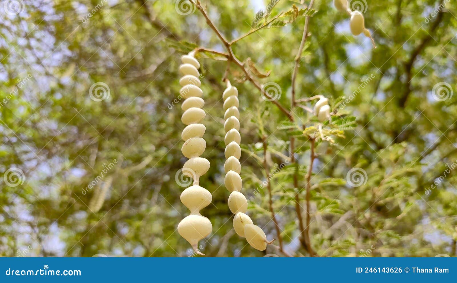 Acacia Babul Tree Pods on the Branches, Close Up Image Stock Photo ...