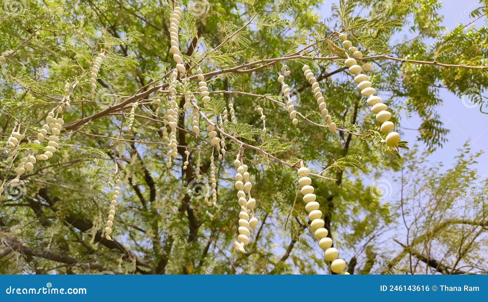 Acacia Babul Tree Pods on the Branches, Close Up Image Stock Photo ...