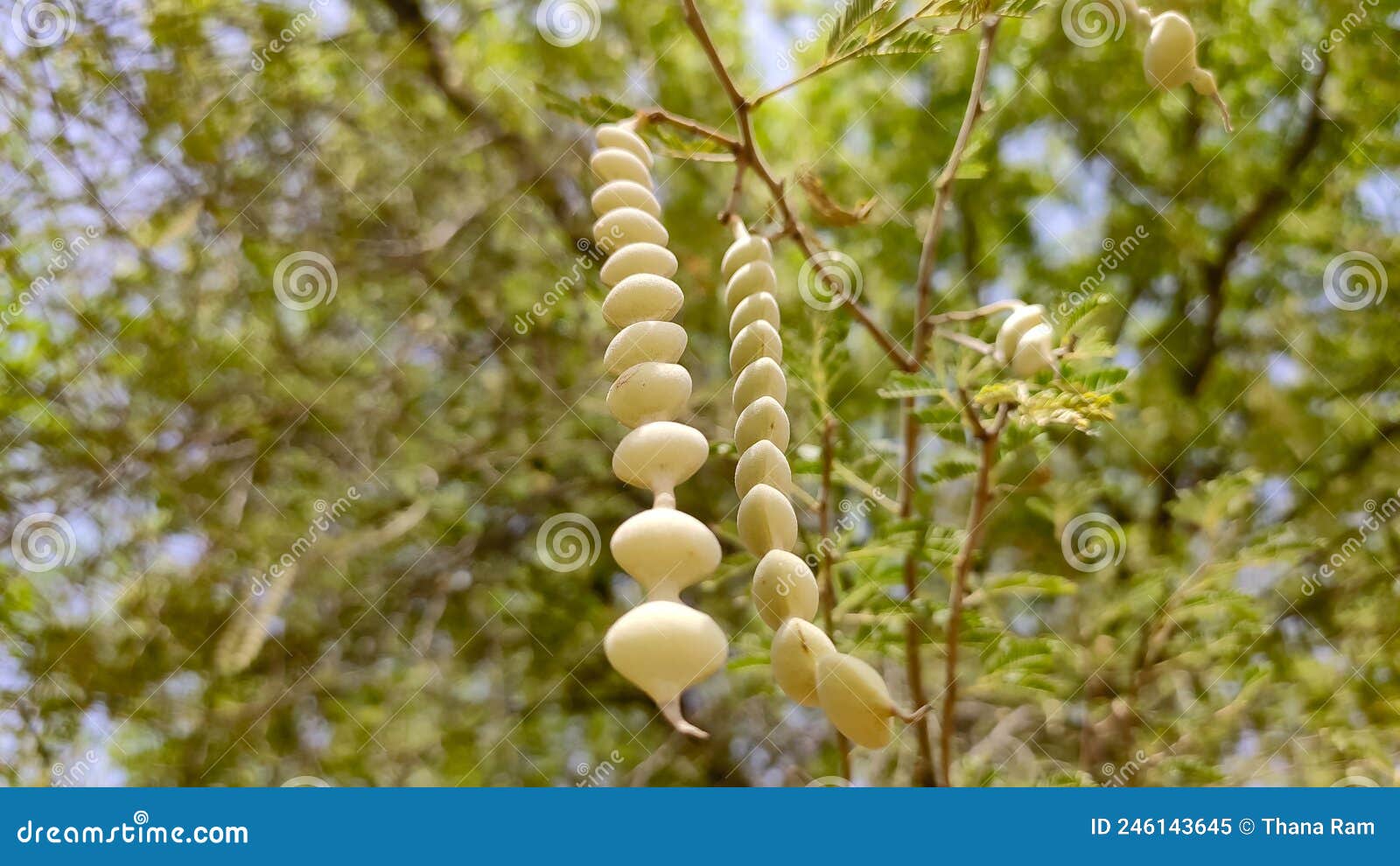 Acacia Babul Tree Pods on the Branches, Close Up Image Stock Image ...