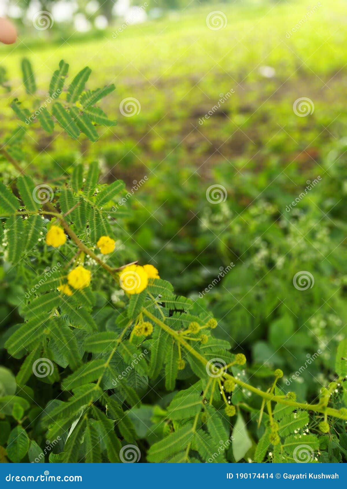 Babul Tree with Yellow Blossom Stock Photo - Image of tree, flower ...