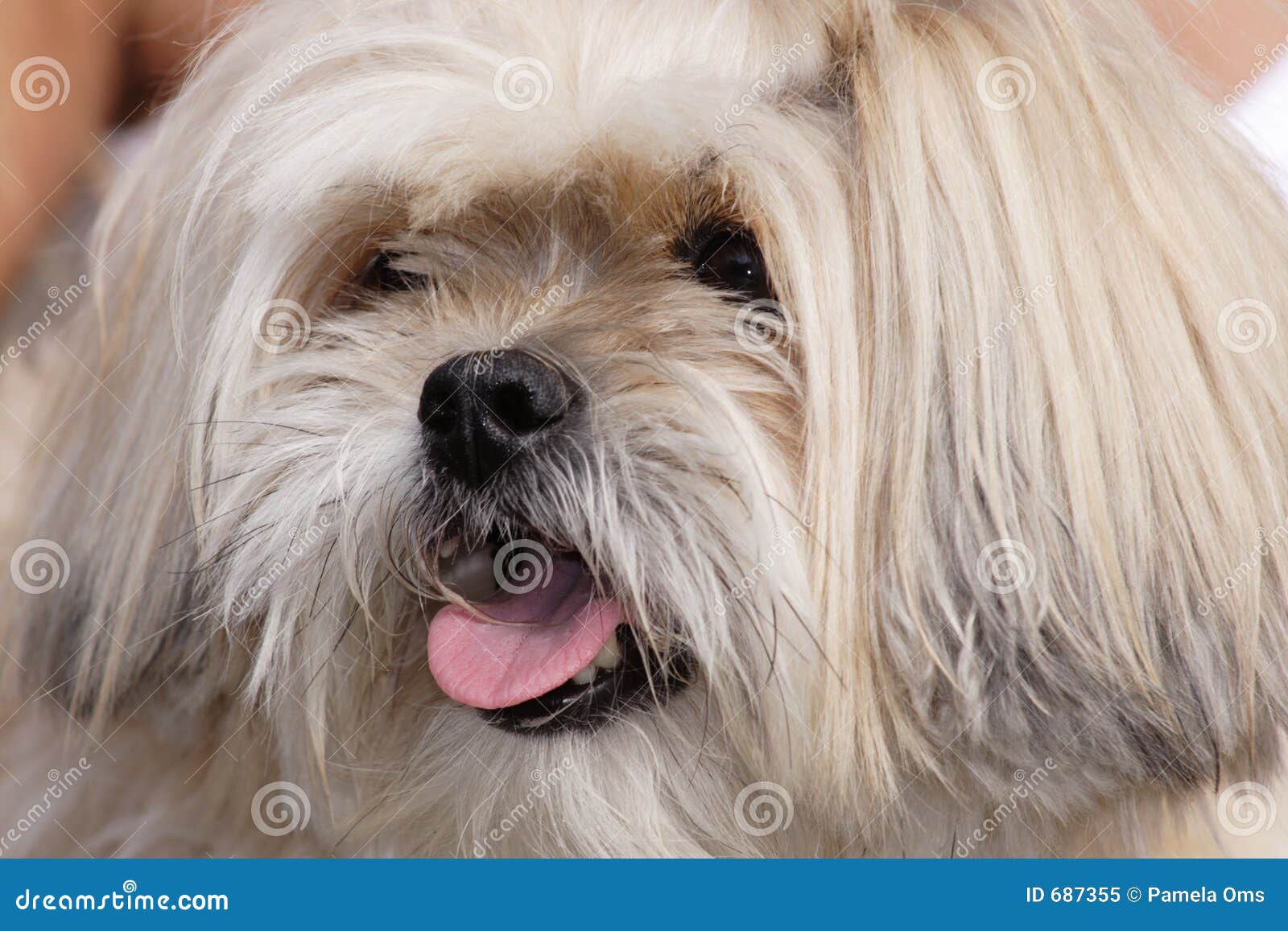 Shih Tzu Teeth Stock Photos - Free & Royalty-Free Stock Photos from ...