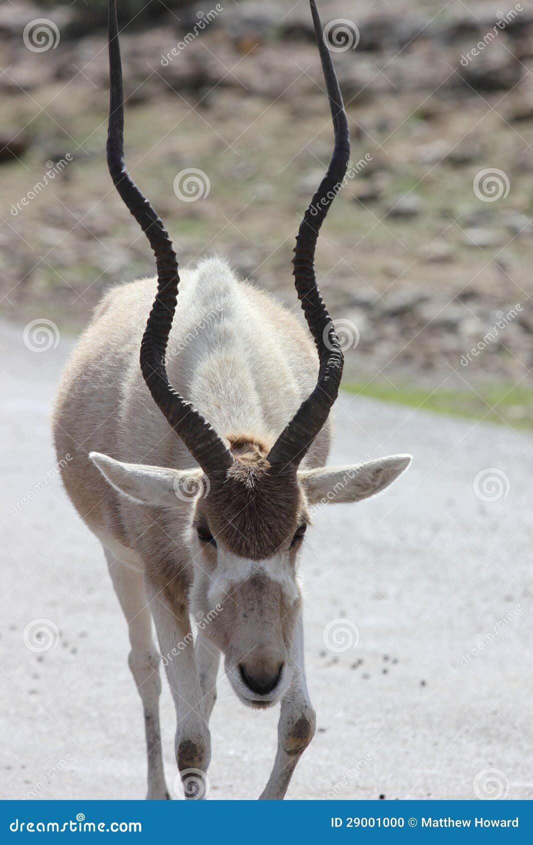 Baby Addax stock photo. Image of hoof, gazelle, africa - 29001000