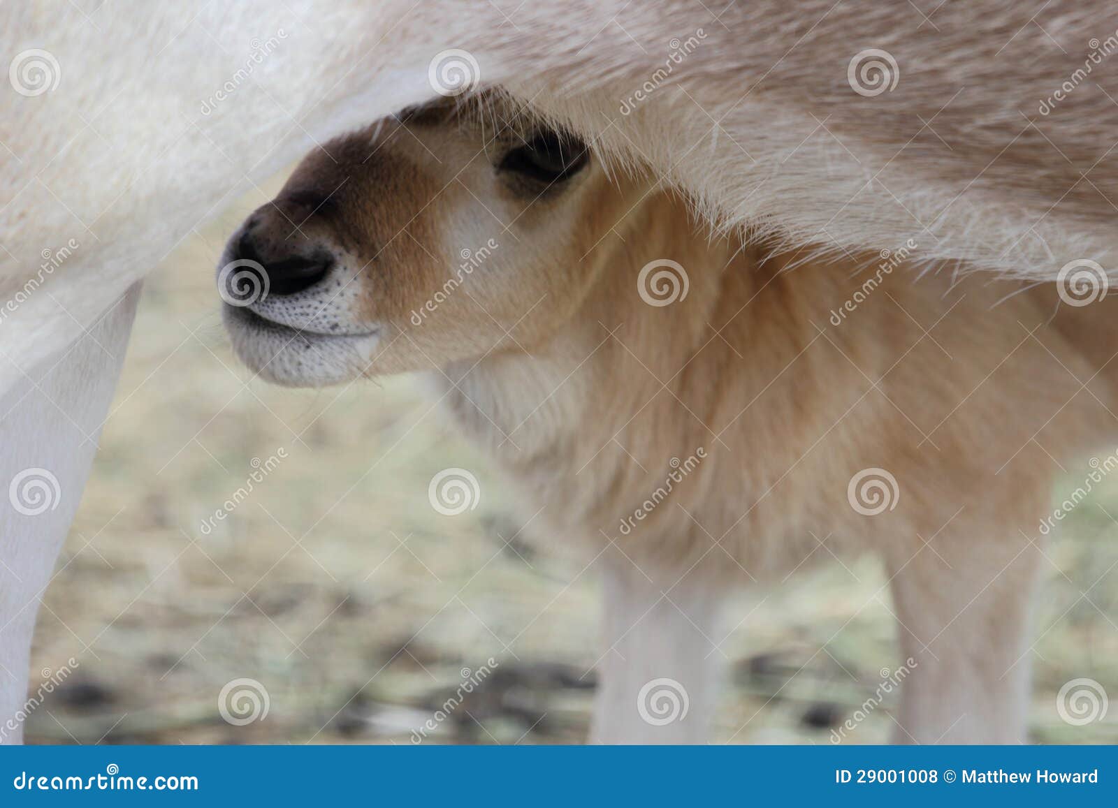 Baby Addax Feeding stock photo. Image of mammal, outdoors - 29001008