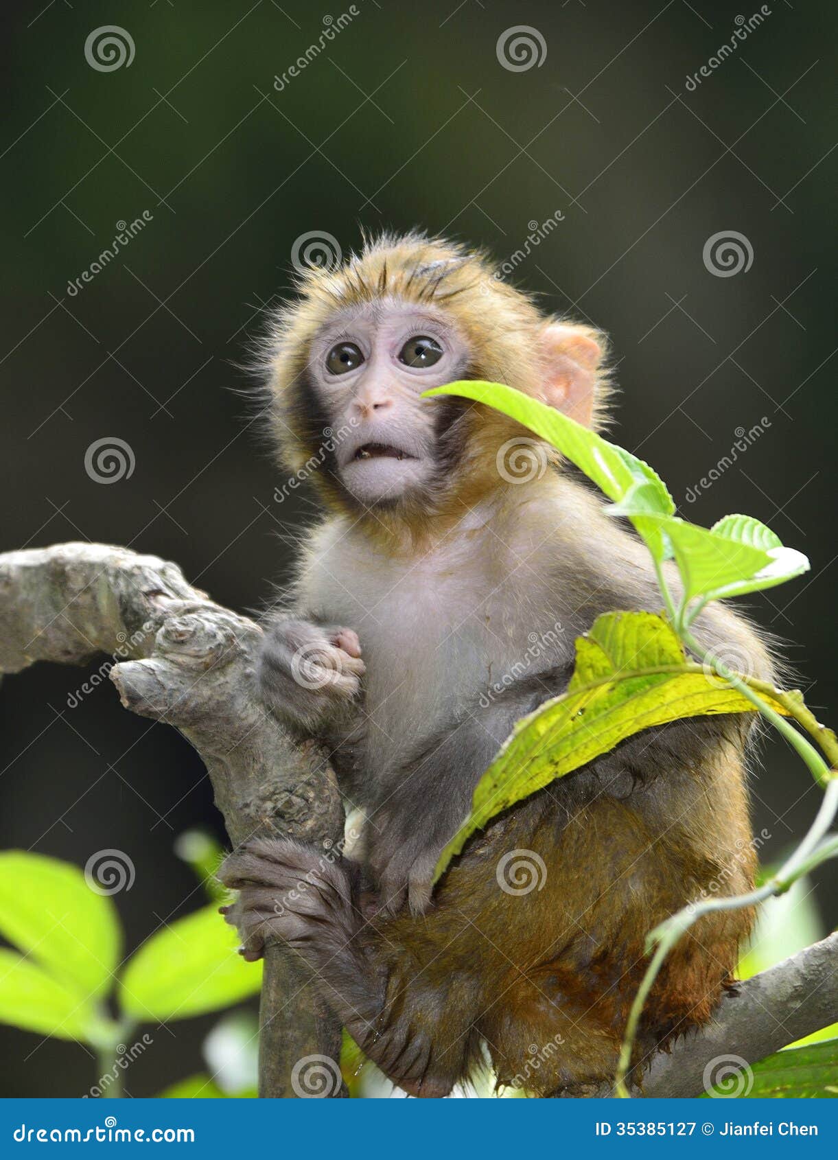 Baby-Affe stockbild. Bild von wild, wildnis, tier, hell - 35385127