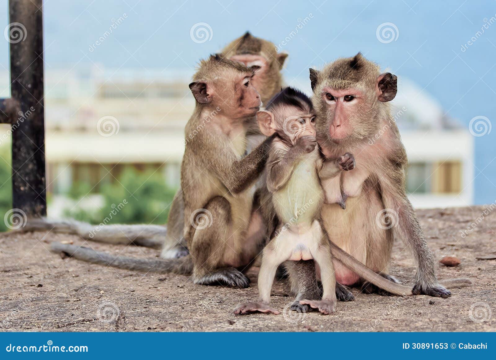 Baby-Affe und Familie stockbild. Bild von blick, bali - 30891653