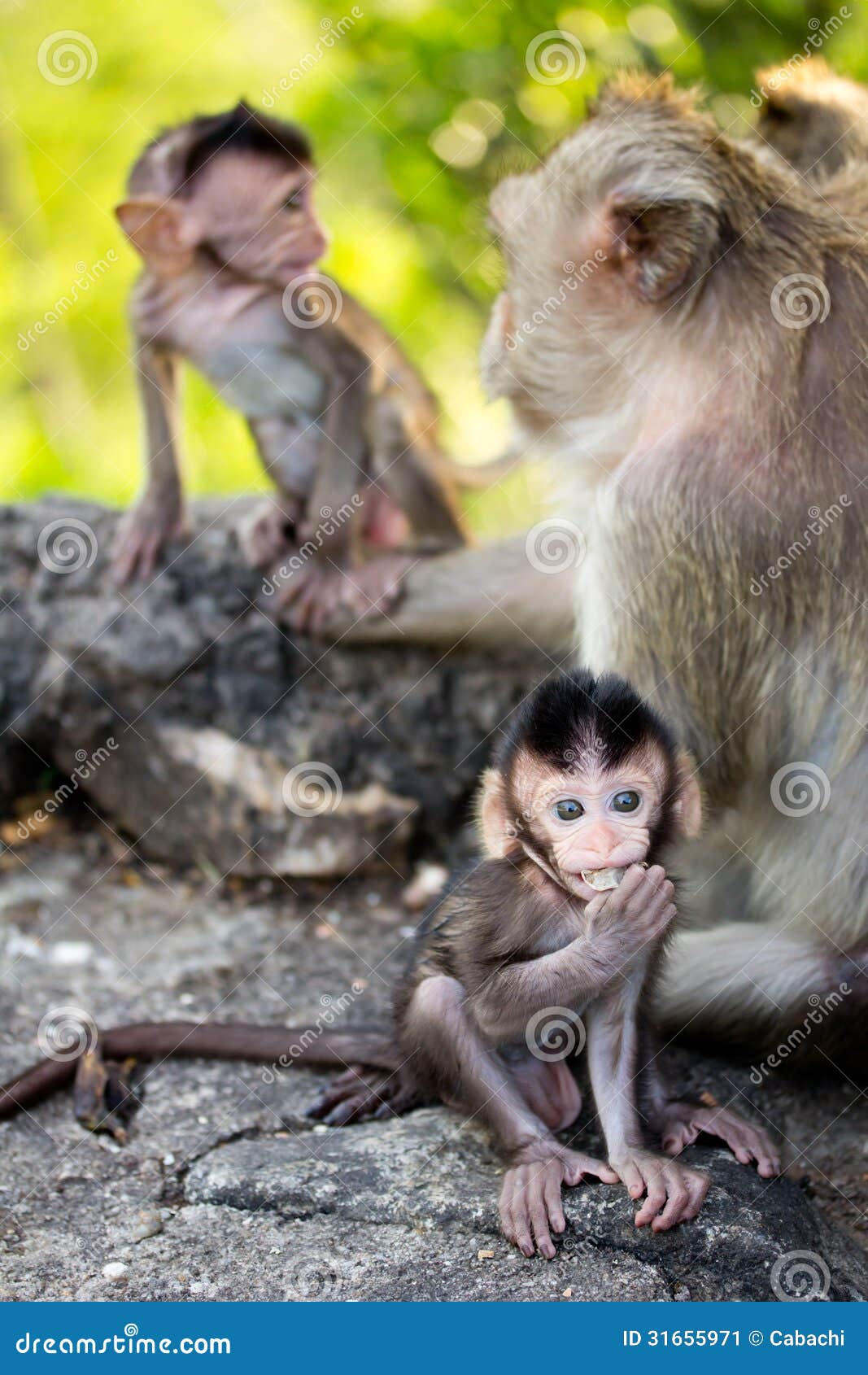 Baby-Affe und Familie stockbild. Bild von lage, nett - 31655971