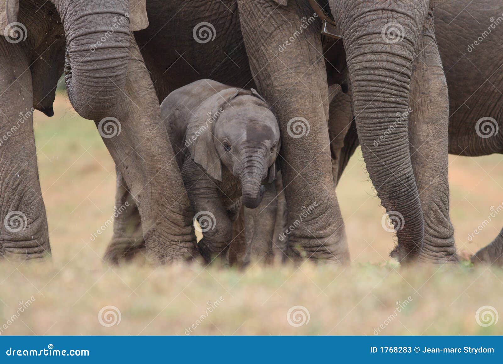 Elephant Calf On Tightrope Royalty-Free Stock Photography ...