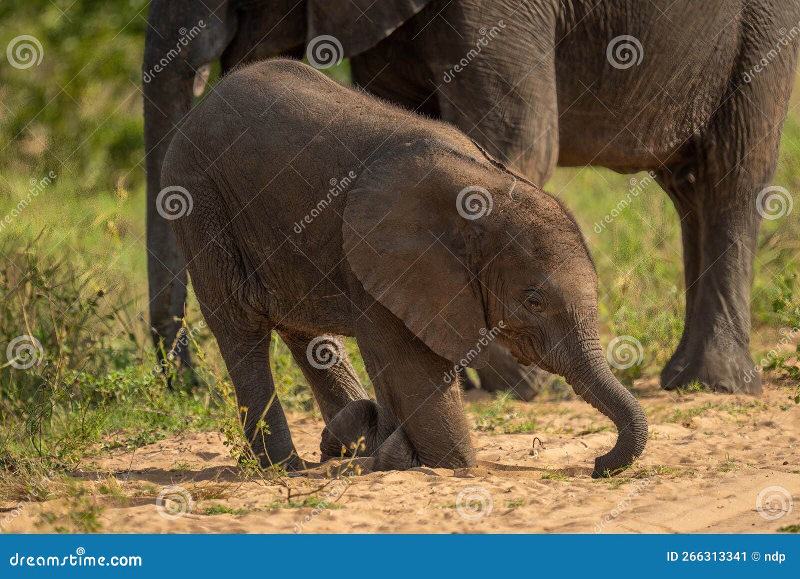 Baby African Bush Elephant Kneeling on Track Stock Image - Image of ...
