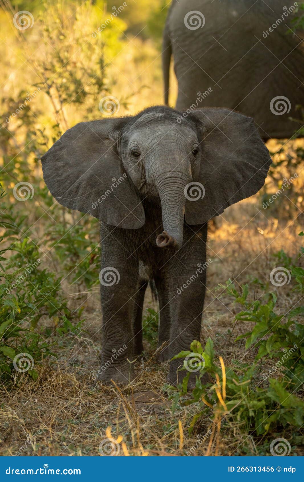 Baby African Bush Elephant Stands Lifting Trunk Stock Photo - Image of ...