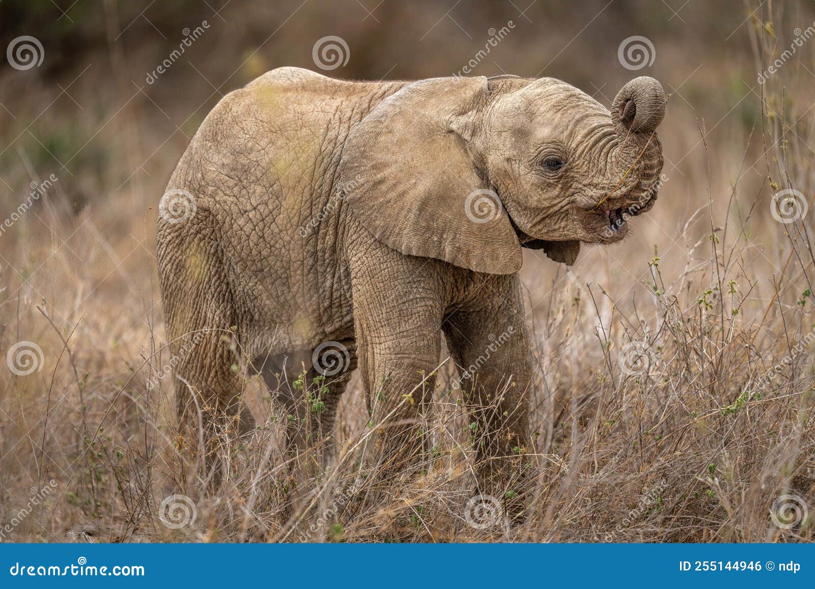 Baby African Bush Elephant Stands Rolling Trunk Stock Photo - Image of ...