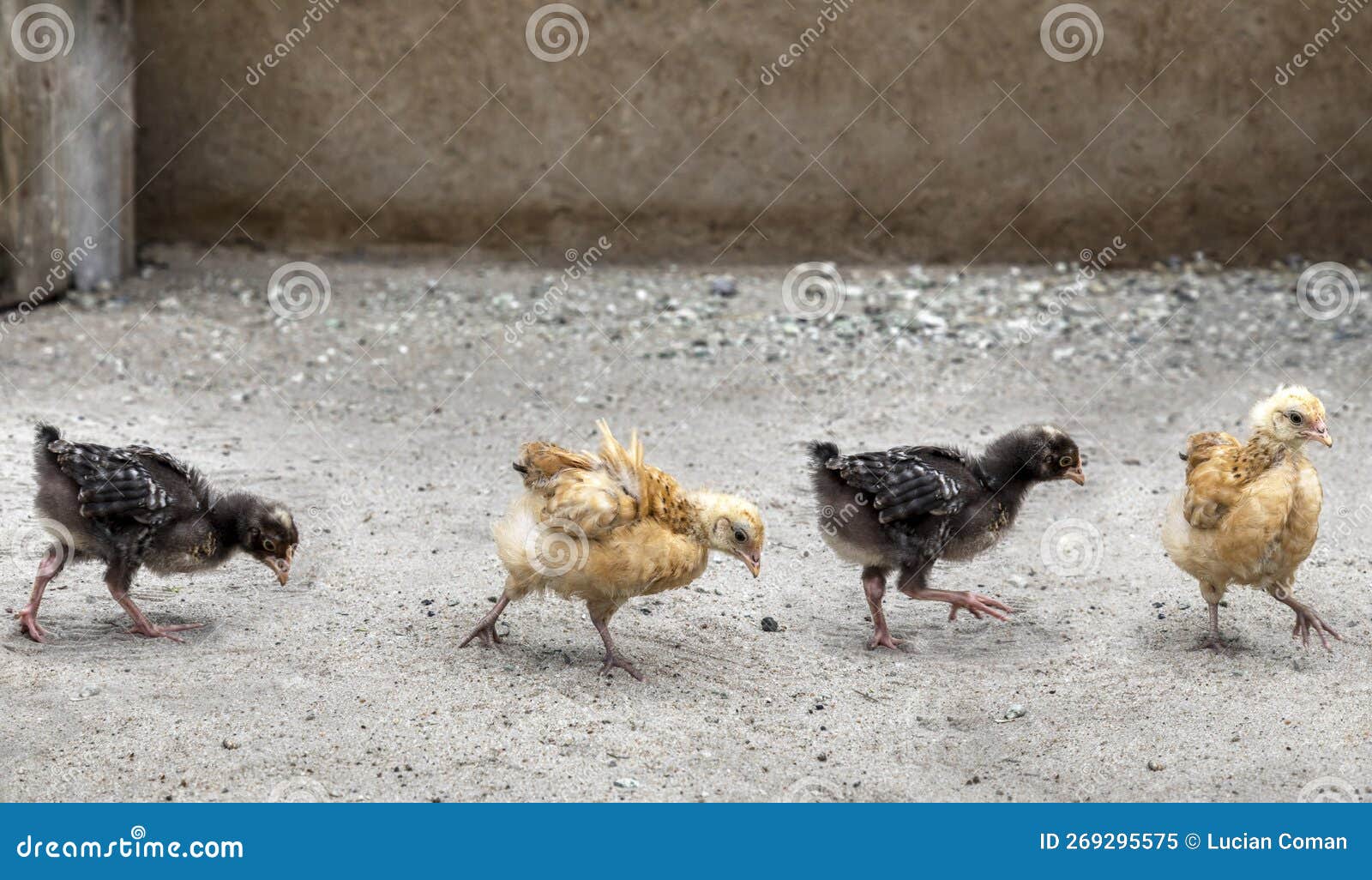 Baby African chickens stock image. Image of chicks, rural - 269295575