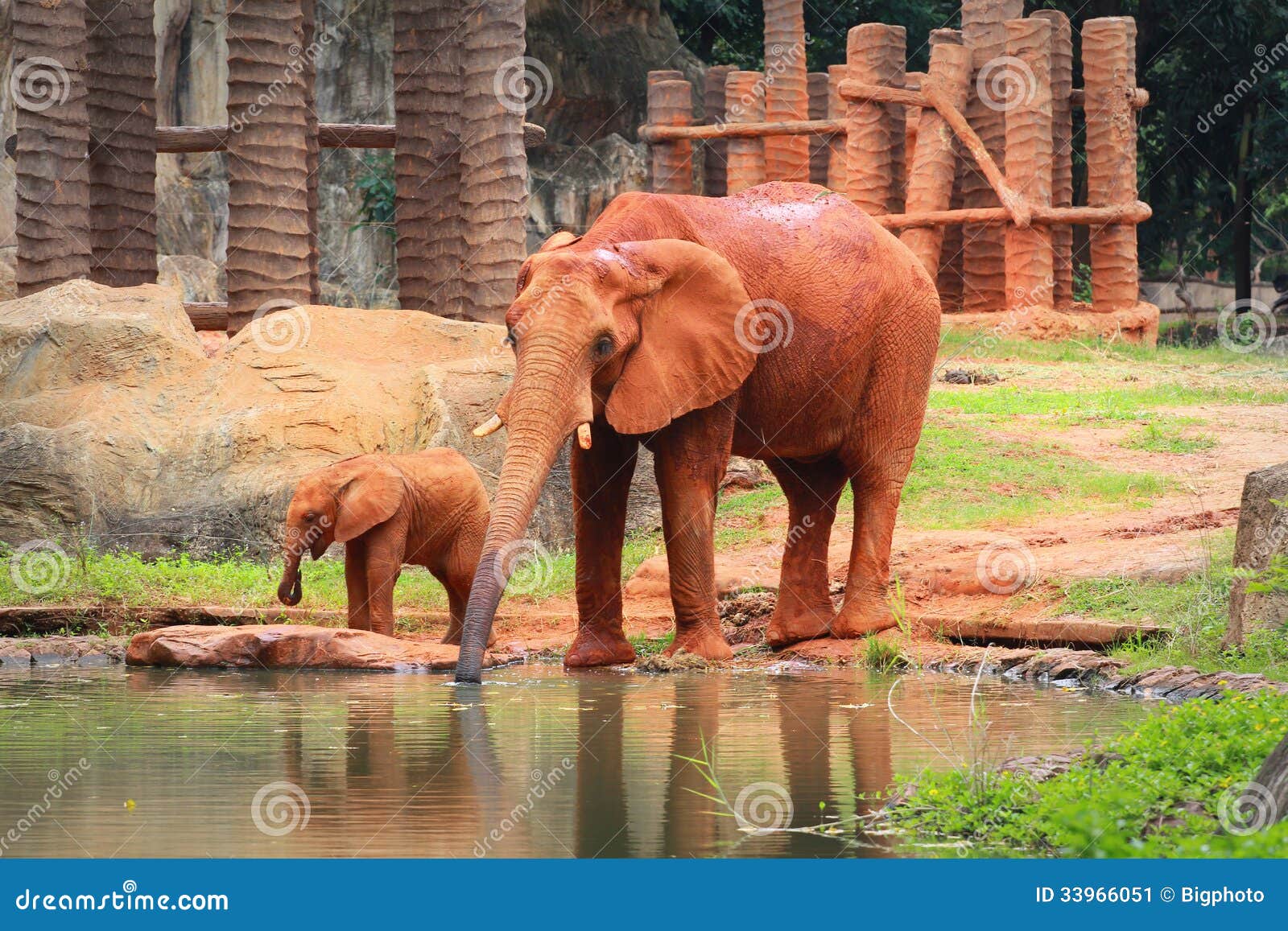 A Baby African Elephant Calf Drink Its Father Stock Image - Image of ...
