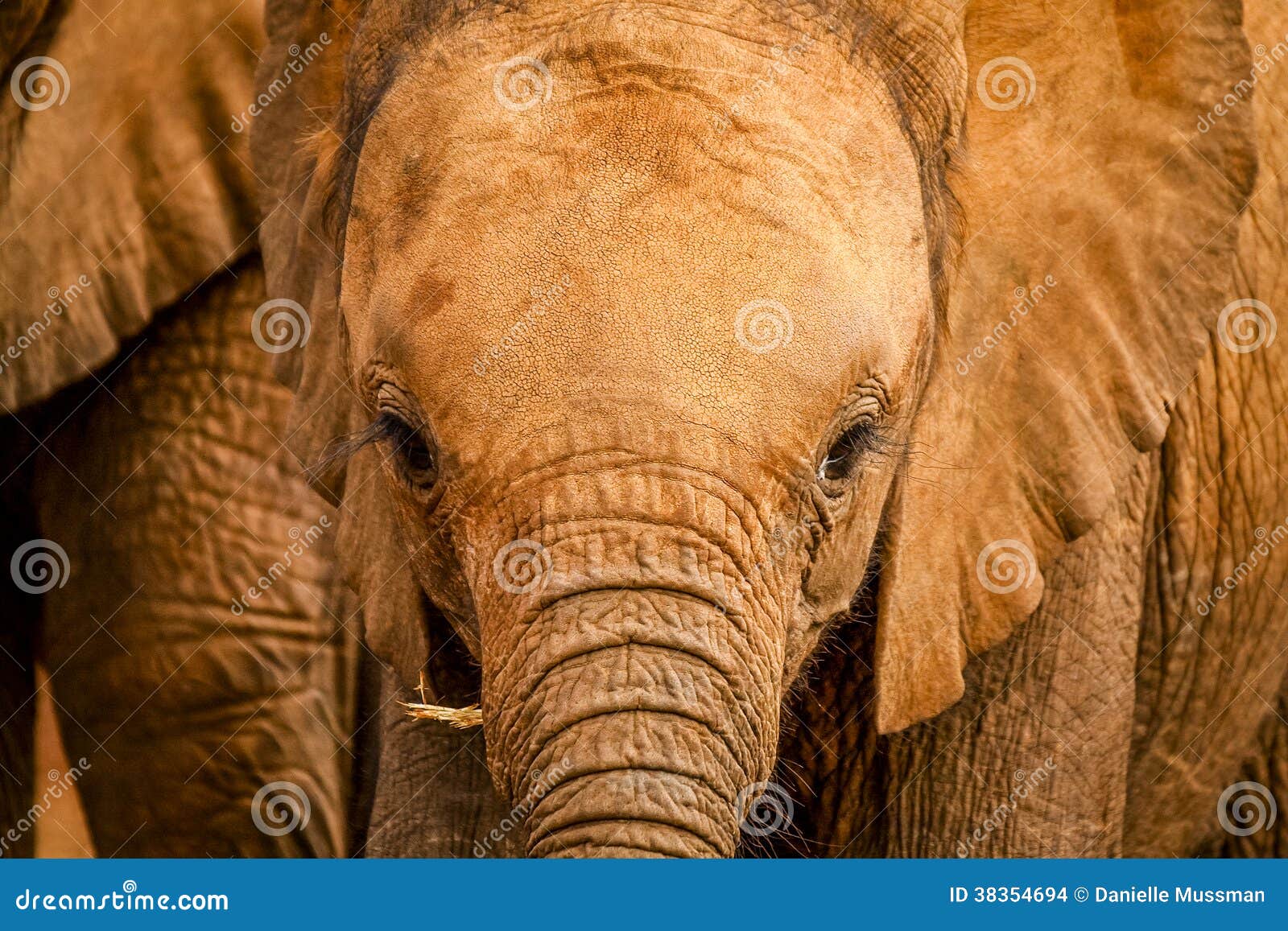 Baby African Elephant Full Frame Stock Photo - Image of elephant, baby ...