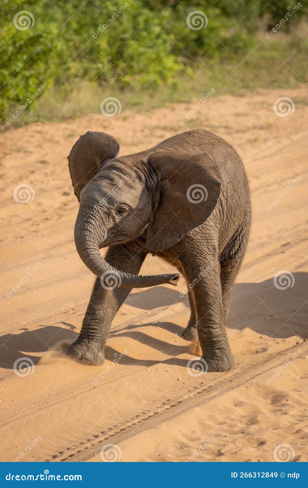 Baby African Elephant on Track Swinging Trunk Stock Image - Image of ...
