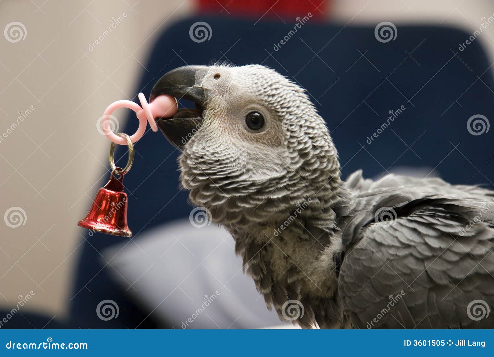 Baby African Grey stock image. Image of parrots, nature - 3601505