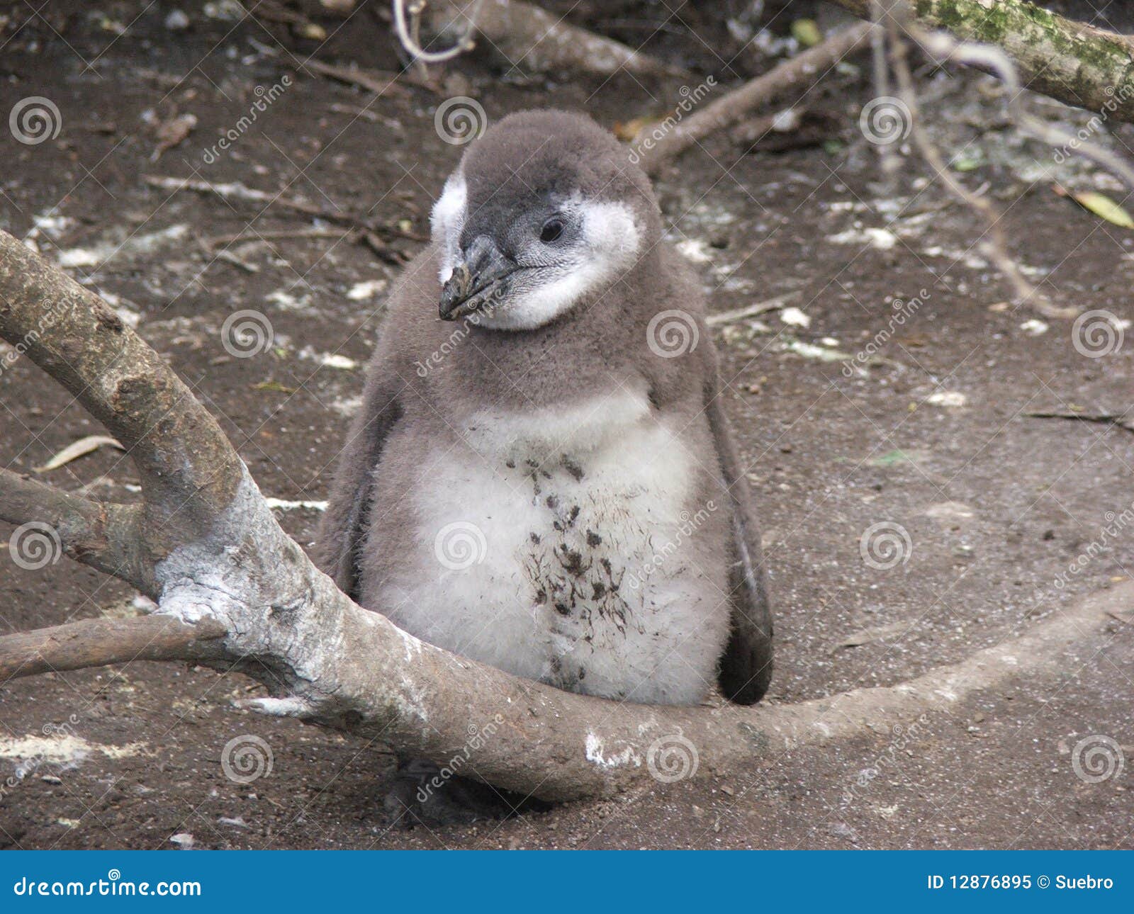 Baby African Penguins