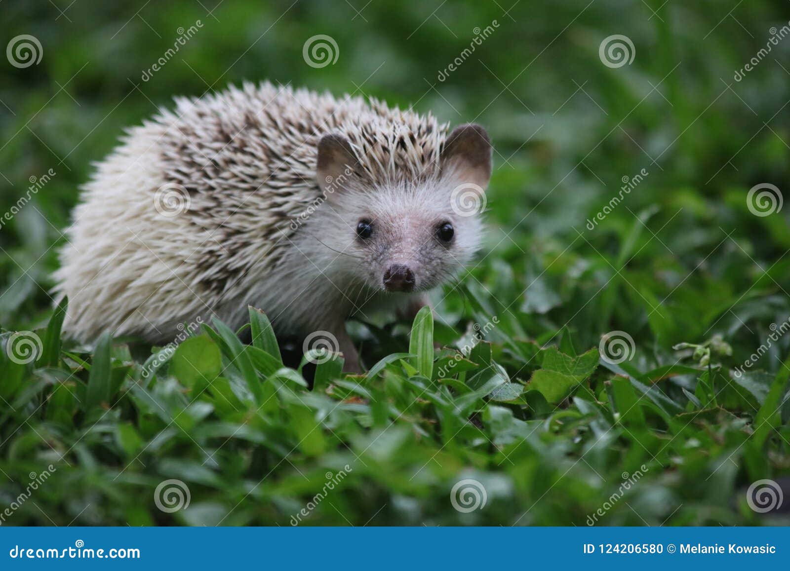 Baby African Pygmy Hedgehog Stock Photo - Image of hedgehog, african ...