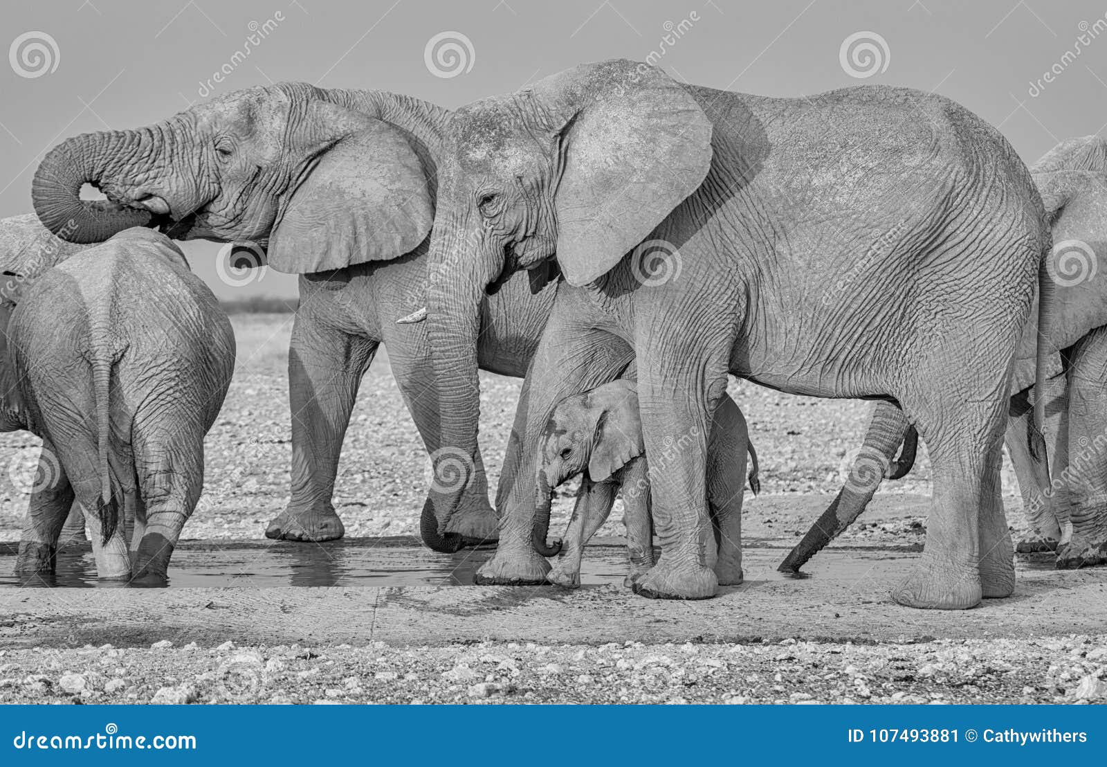 Baby Afrikaanse Olifant 36 stock afbeelding. Image of afrika - 107493881
