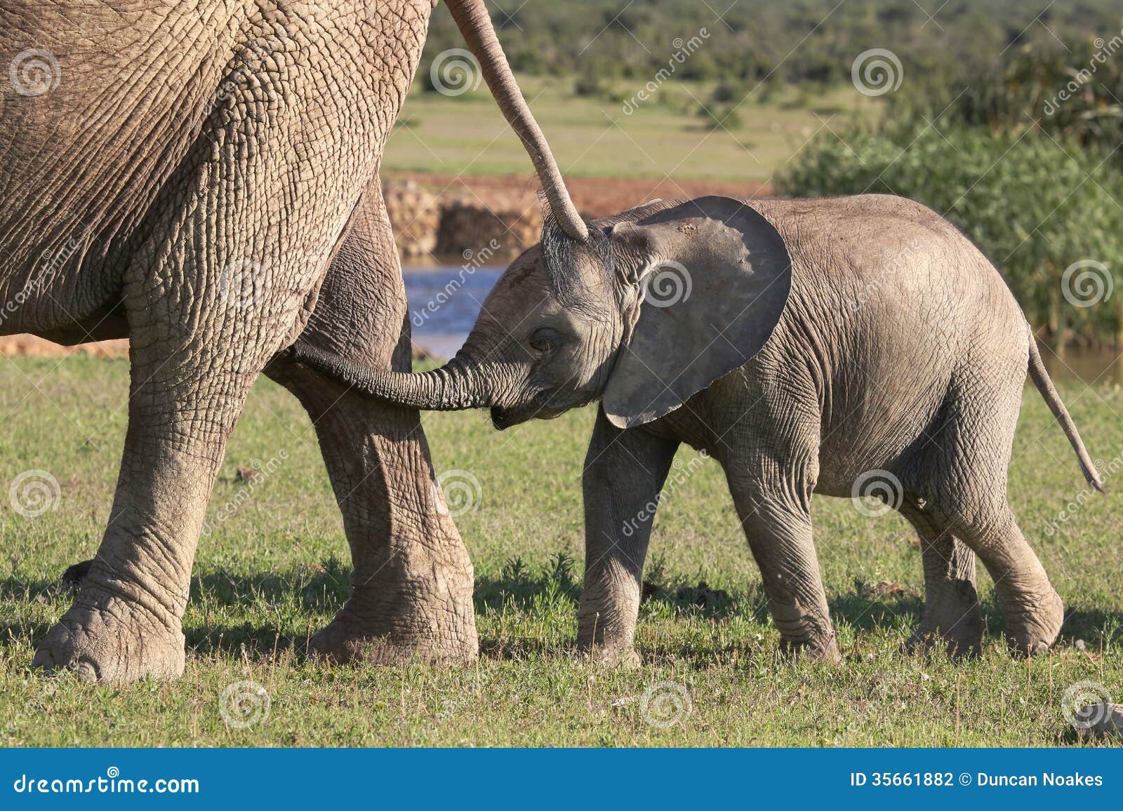 Baby Afrikaanse Olifant stock foto. Image of leuk, kind - 35661882