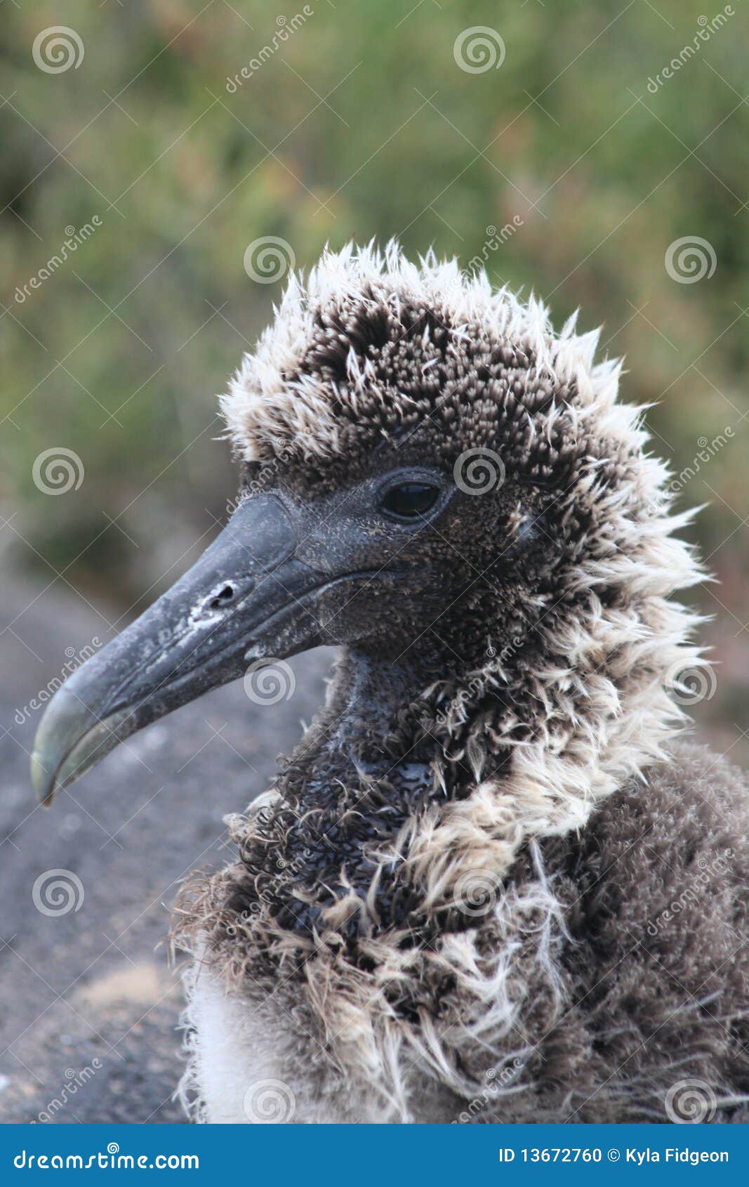 Baby Albatross stock photo. Image of fluffy, nature, ecuador - 13672760