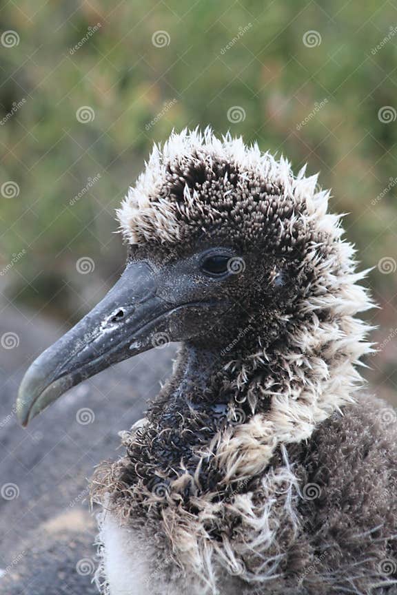 Baby Albatross stock photo. Image of fluffy, nature, ecuador - 13672760