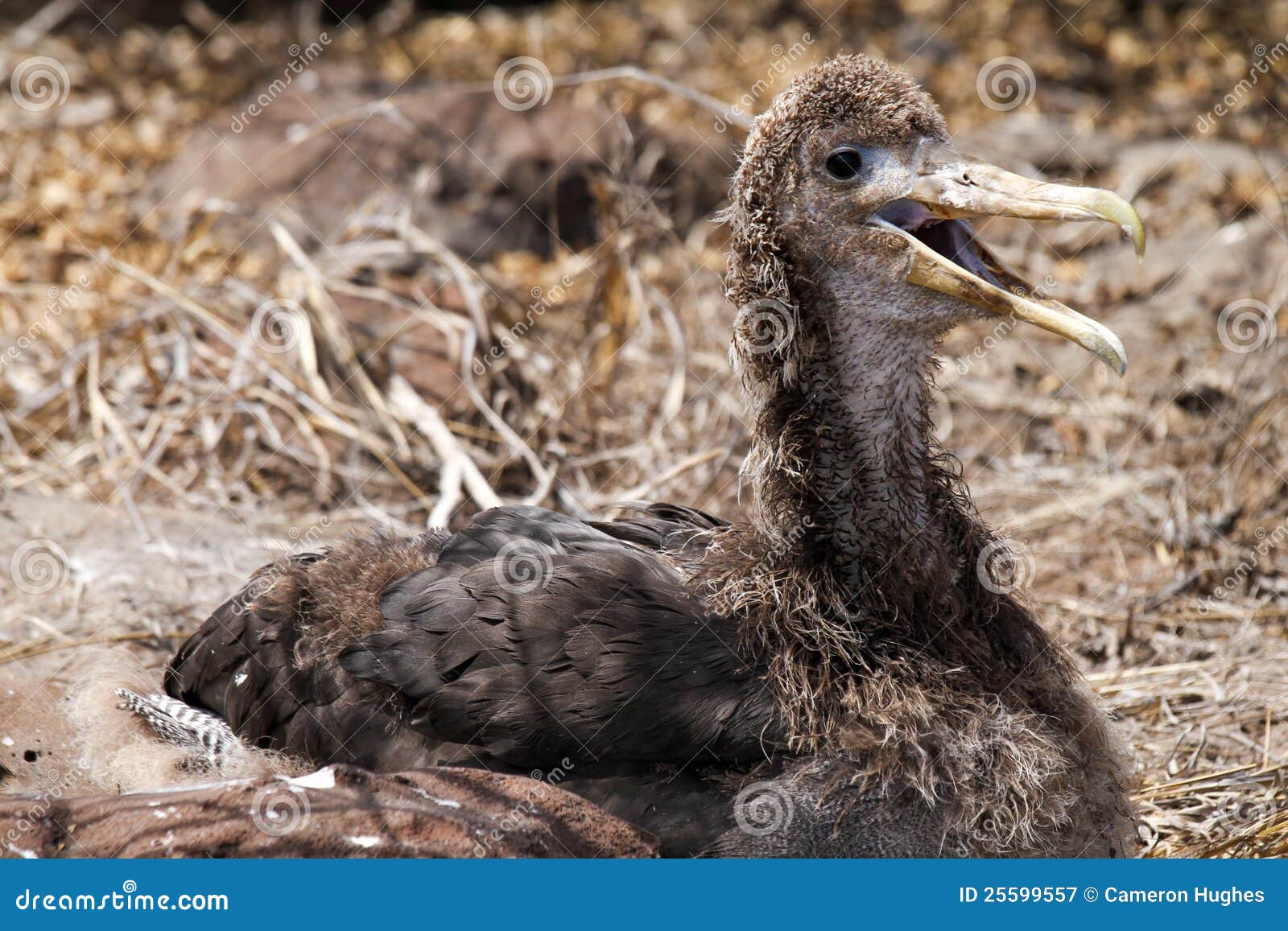 Baby Albatross stock image. Image of feathers, chick - 25599557