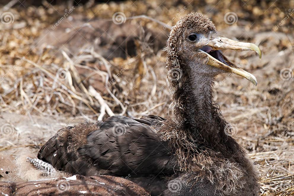 Baby Albatross stock image. Image of feathers, chick - 25599557