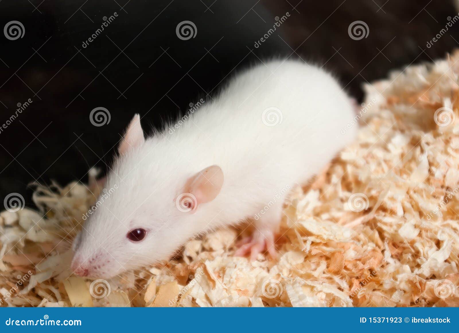 Baby albino rat stock image. Image of cute, board, healthcare - 15371923