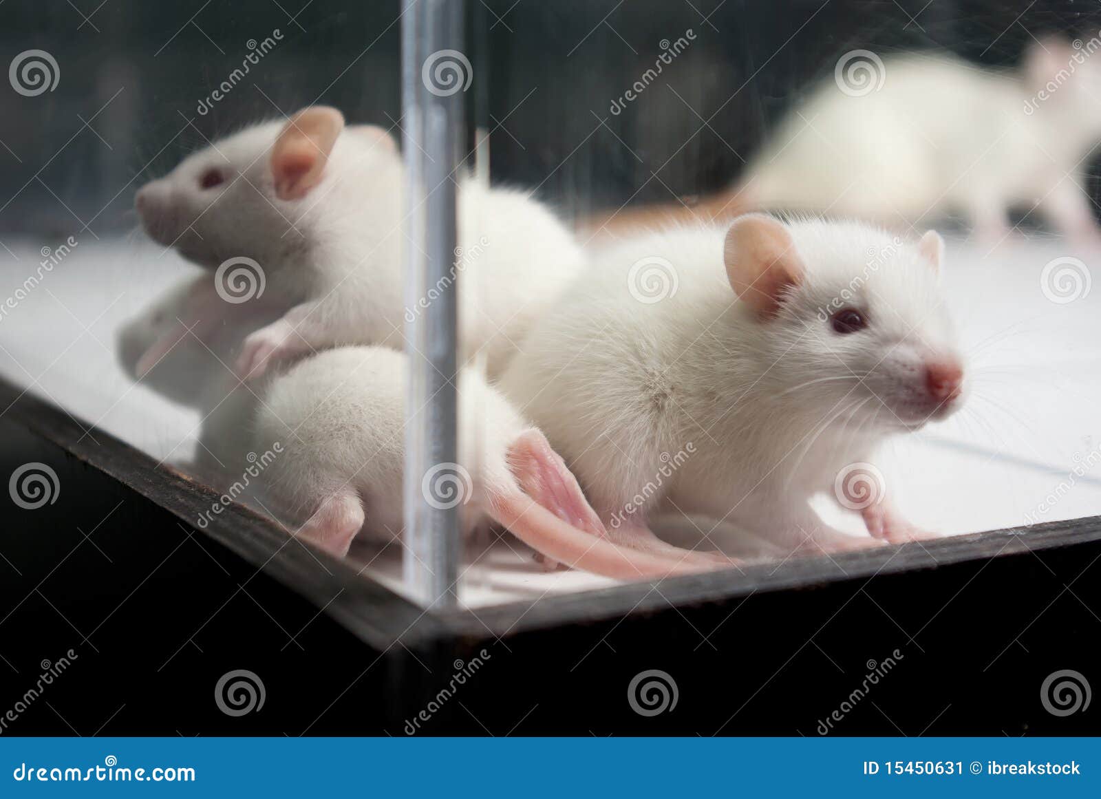 Baby Albino Rats on Board Behind Acrylic Stock Image - Image of closeup ...