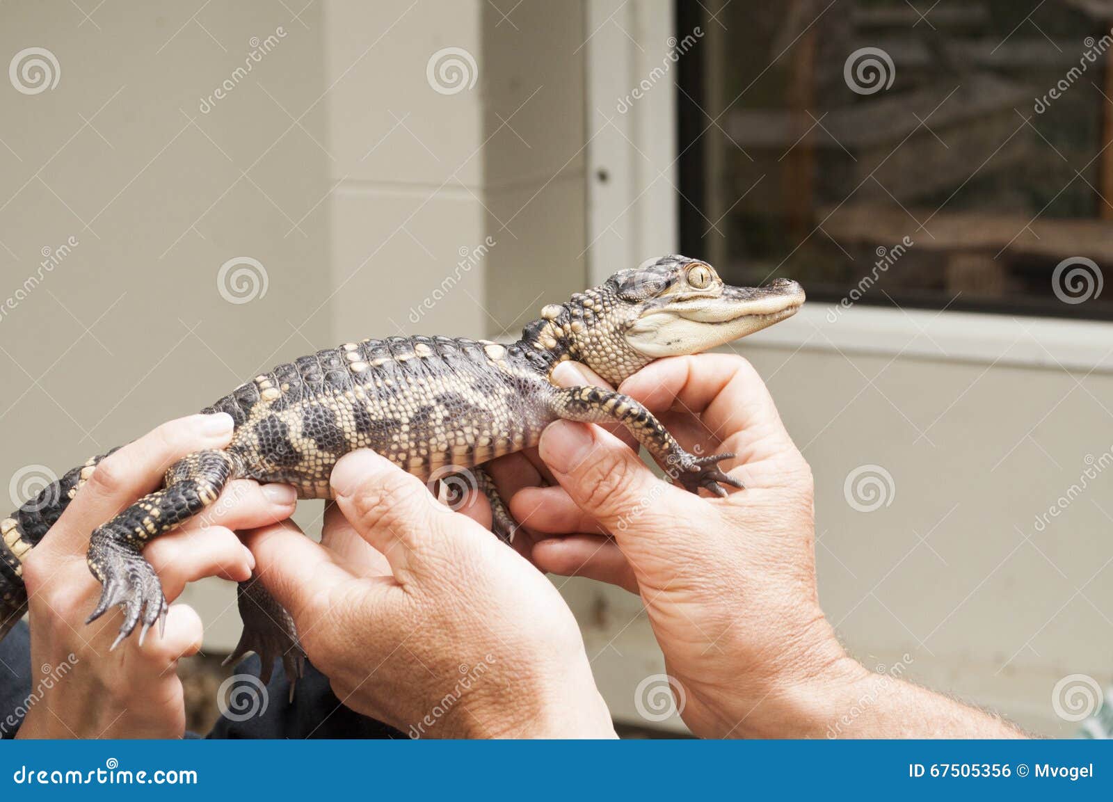 Baby Aligator stock photo. Image of skin, hands, dangerous - 67505356