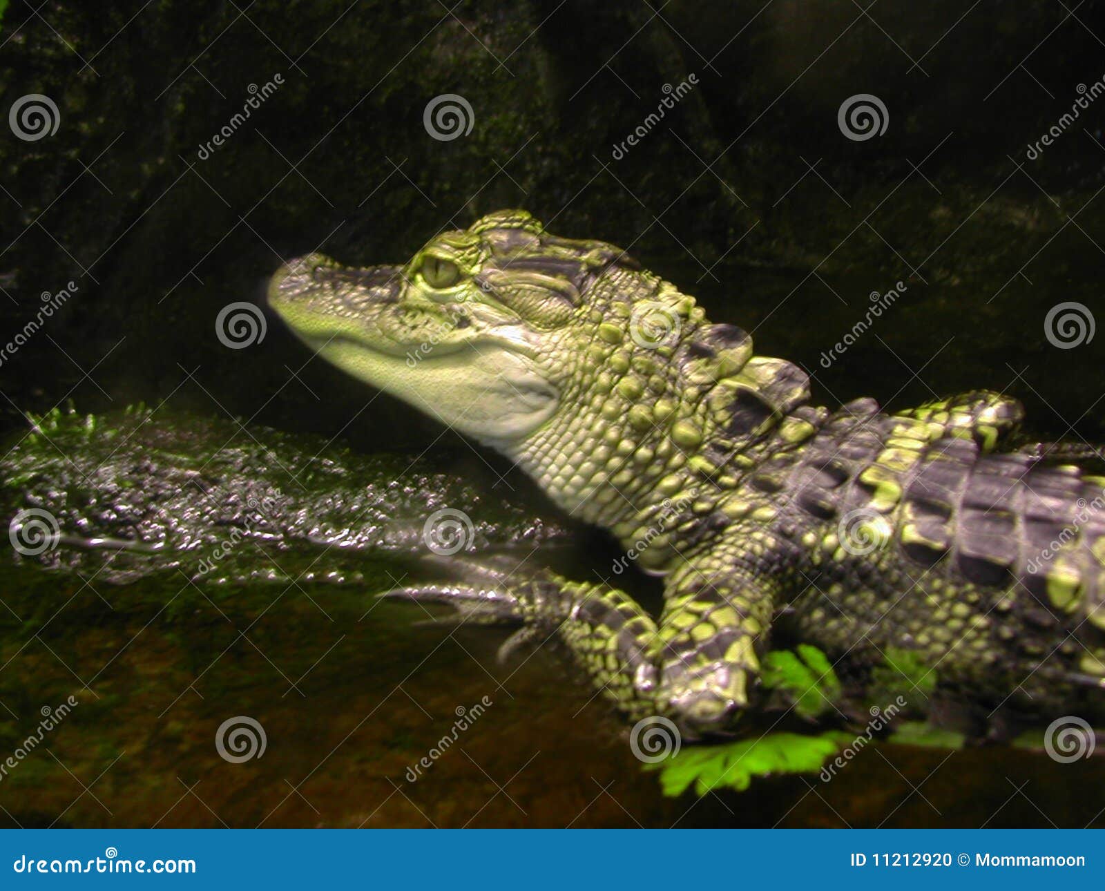 Baby Alligator stock photo. Image of aquatic, close, mouth - 11212920