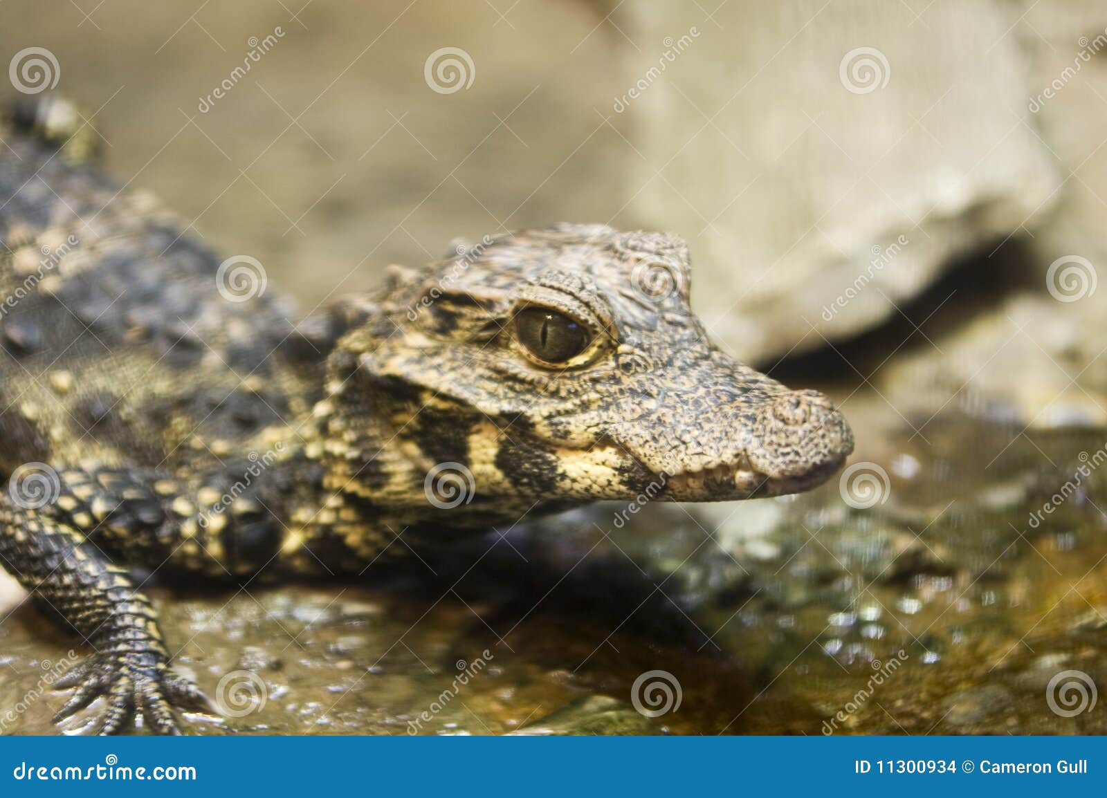 Baby Alligator stock photo. Image of vacation, small - 11300934