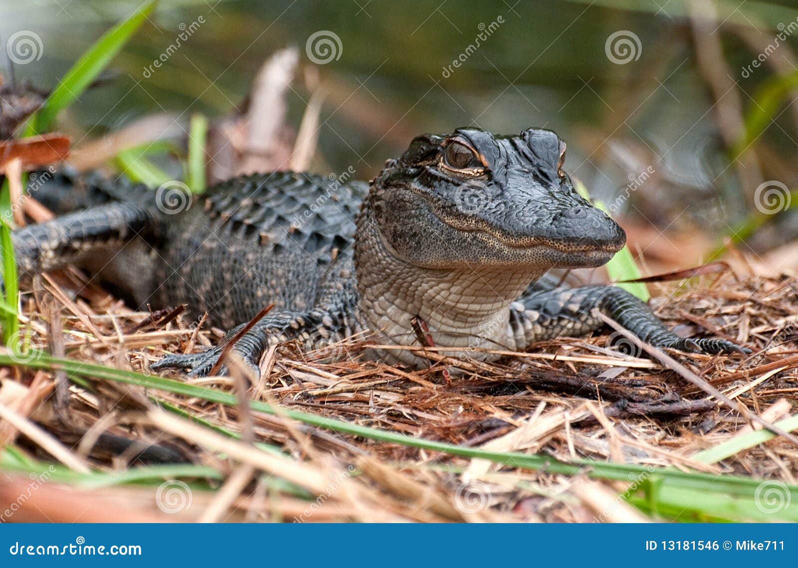 Baby Alligator stock photo. Image of grass, nature, everglades - 13181546