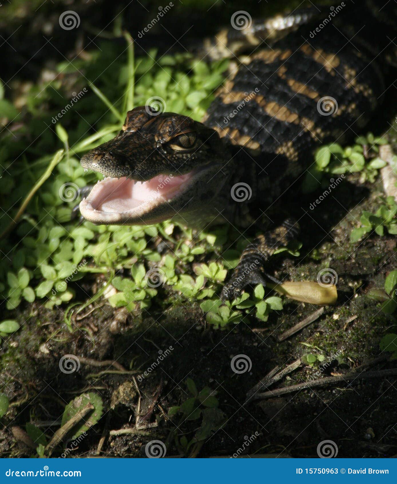 A Baby Alligator stock image. Image of brown, cool, sharp - 15750963