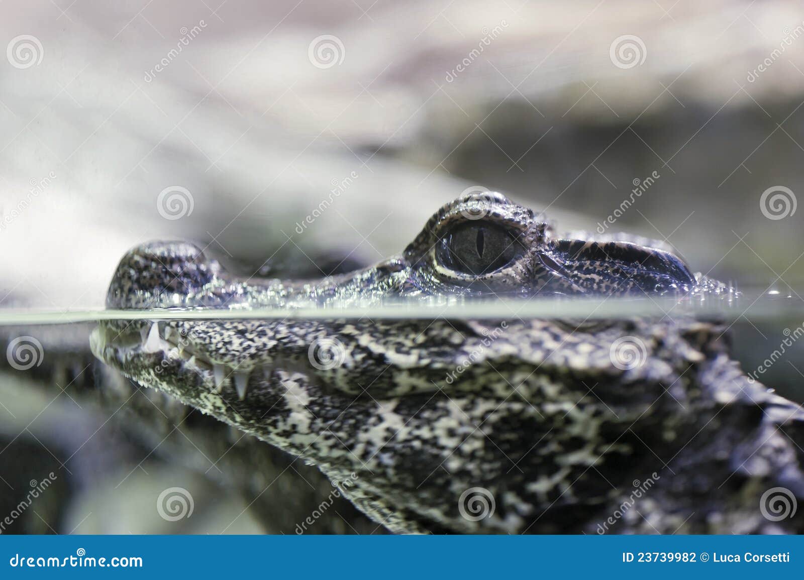 Alligator Breathing Stock Photos - Free & Royalty-Free Stock Photos ...
