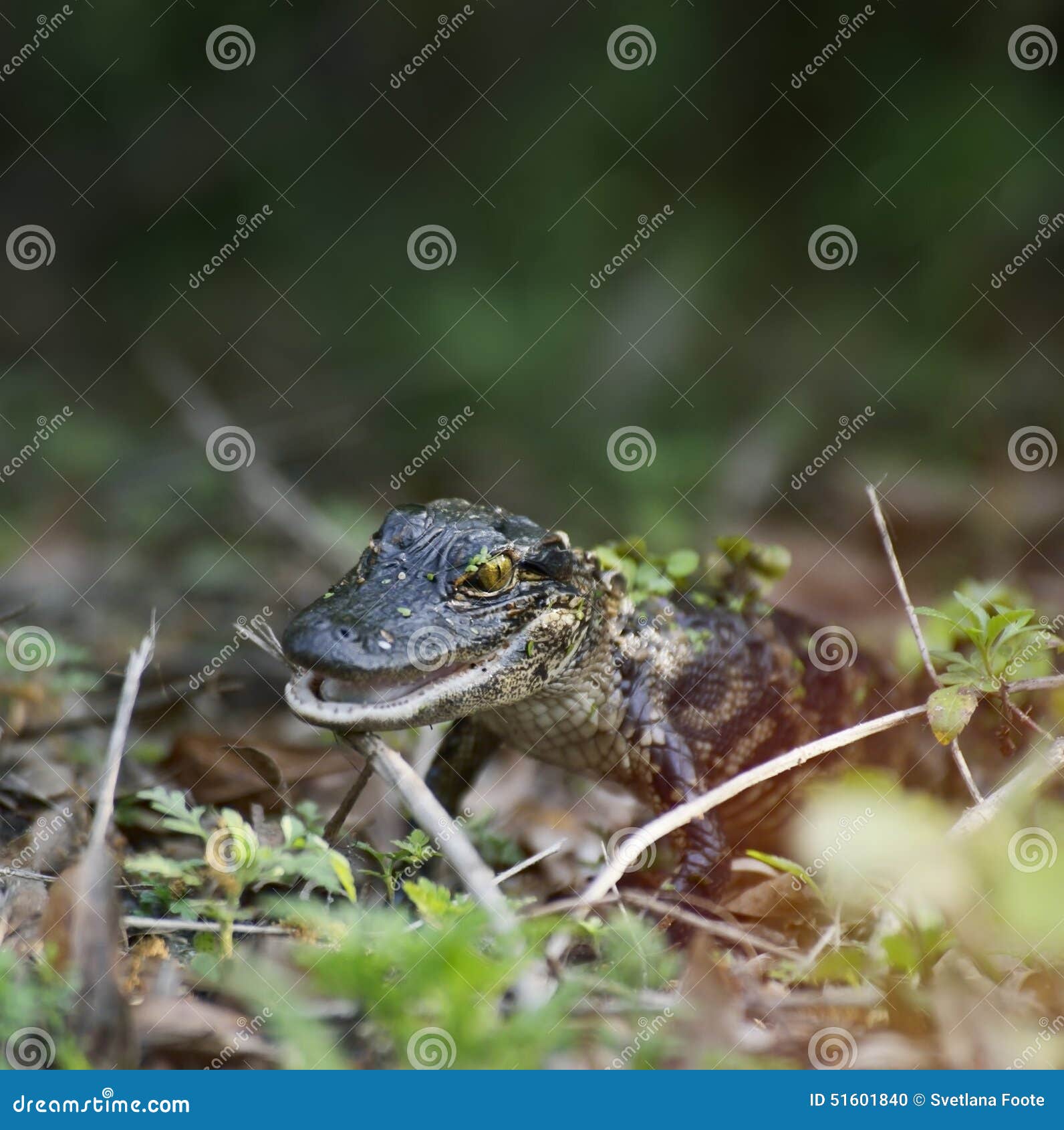 Baby Alligator Okefenokee Swamp Royalty-Free Stock Photography ...