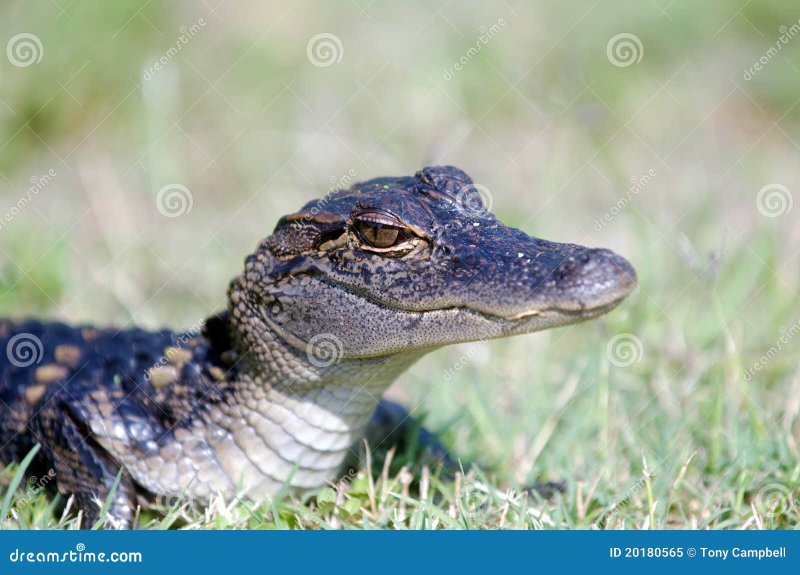 Baby Alligator in the Grass Stock Image - Image of baby, nature: 20180565