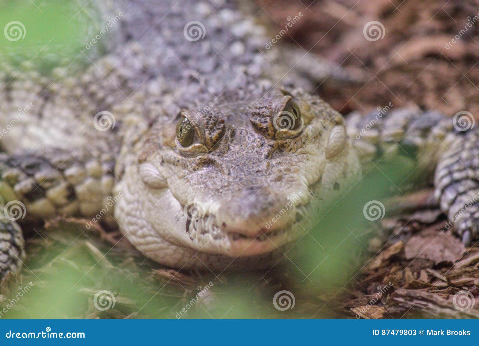 Baby Alligator Looking at the Camera Stock Image - Image of leather ...