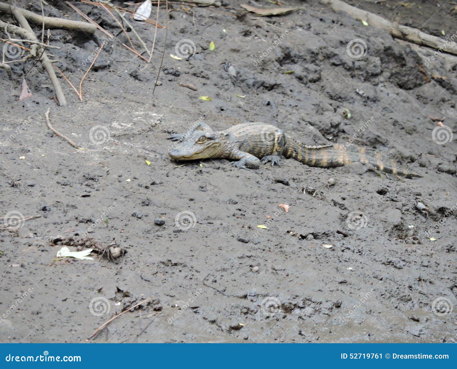 Baby alligator in the mud. stock image. Image of leaves - 52719761