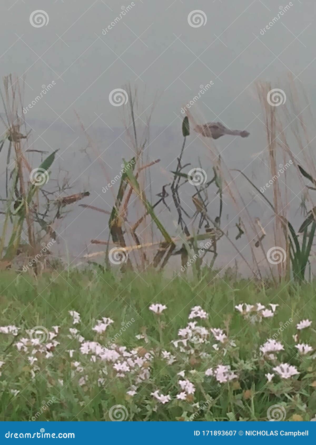 Baby alligator in a pond stock image. Image of pond - 171893607