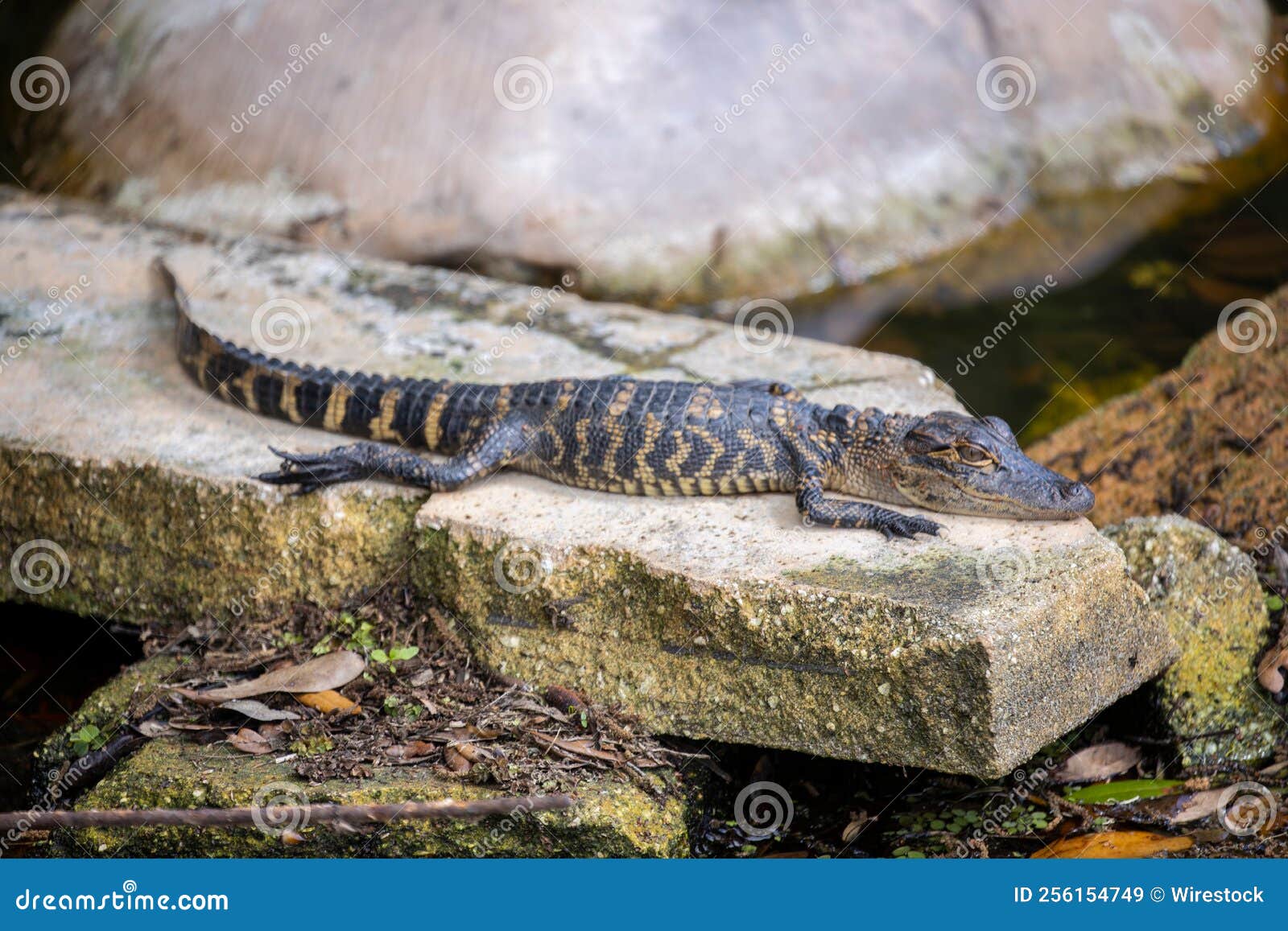 Baby alligator on the rock stock image. Image of wildlife - 256154749