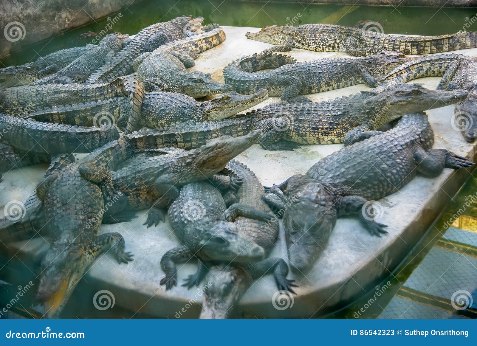 Baby alligator stock image. Image of animals, feral, alligator - 86542323