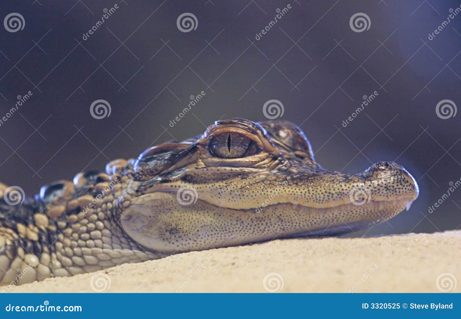 Baby Alligator Hatching