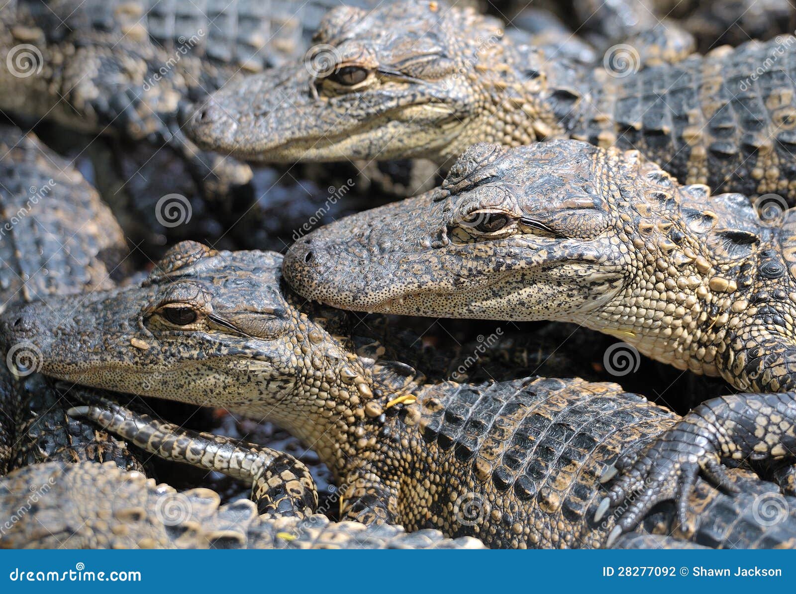 Baby alligators stock photo. Image of looks, little, wildlife - 28277092