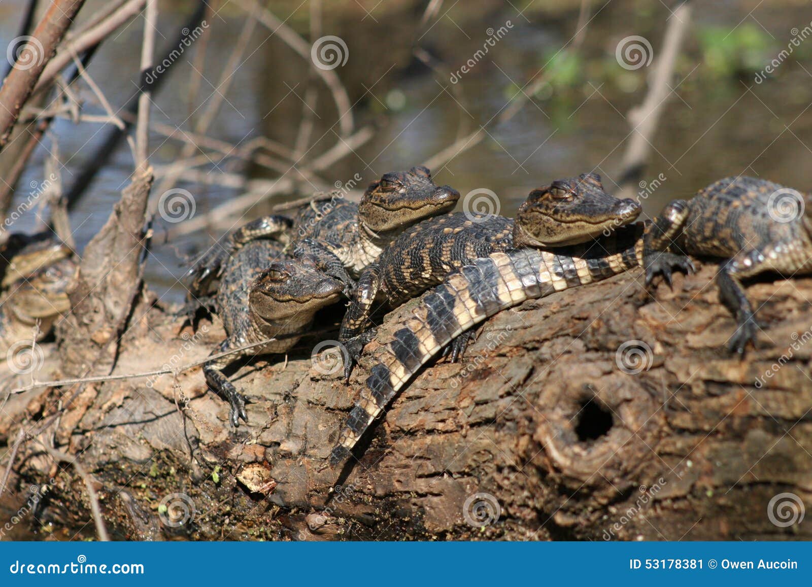 Baby alligators stock image. Image of sunning, repriles - 53178381