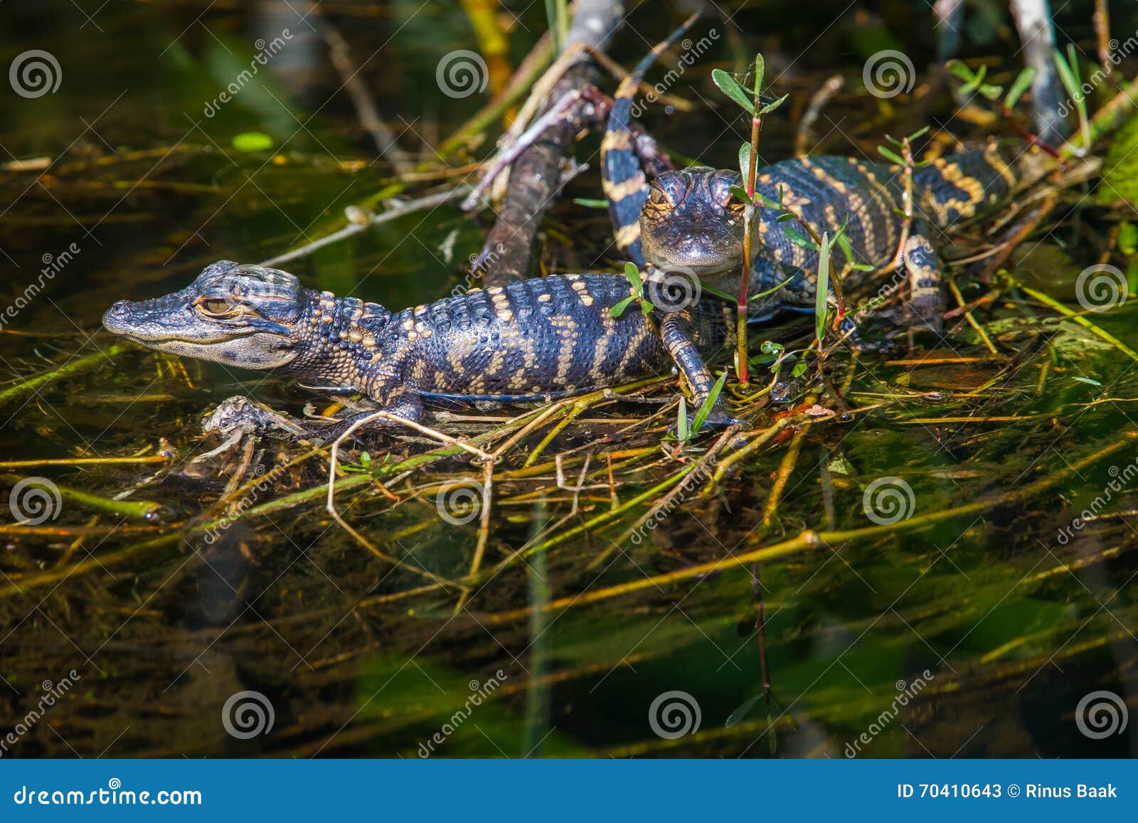 Baby Alligators stock image. Image of common, park, animal - 70410643