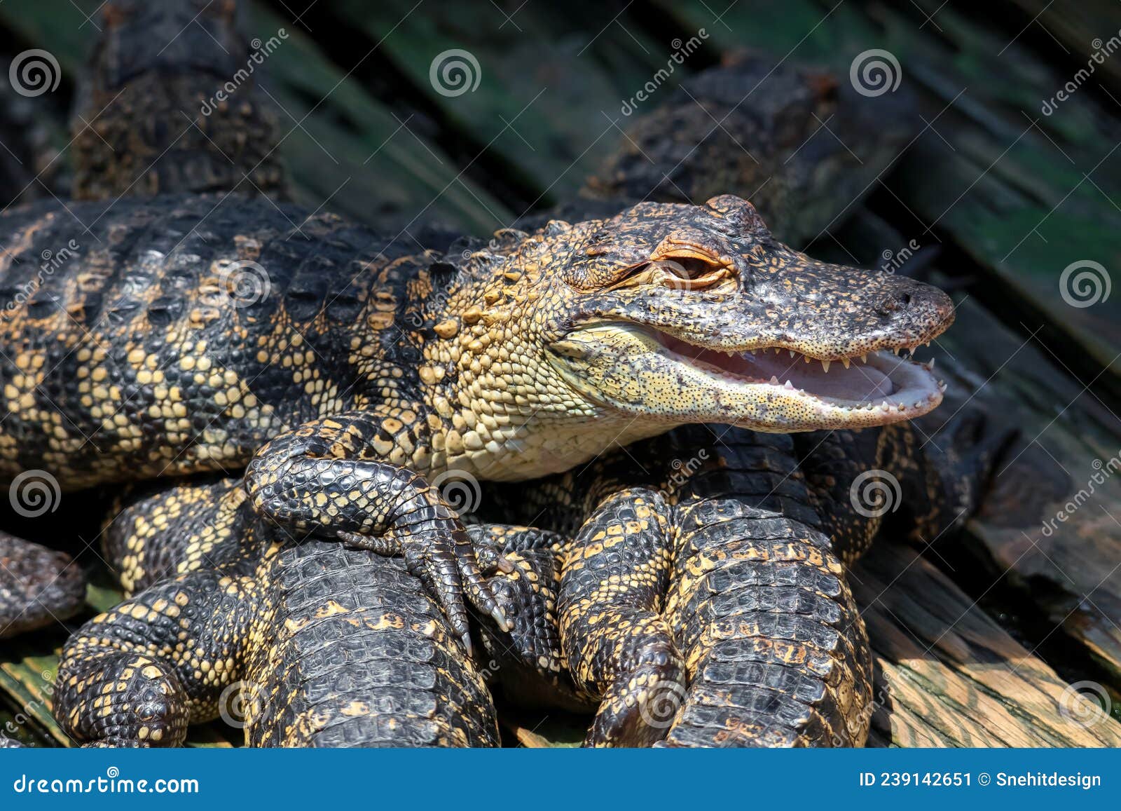 Baby Alligators Under the Shade Stock Image - Image of everglades ...
