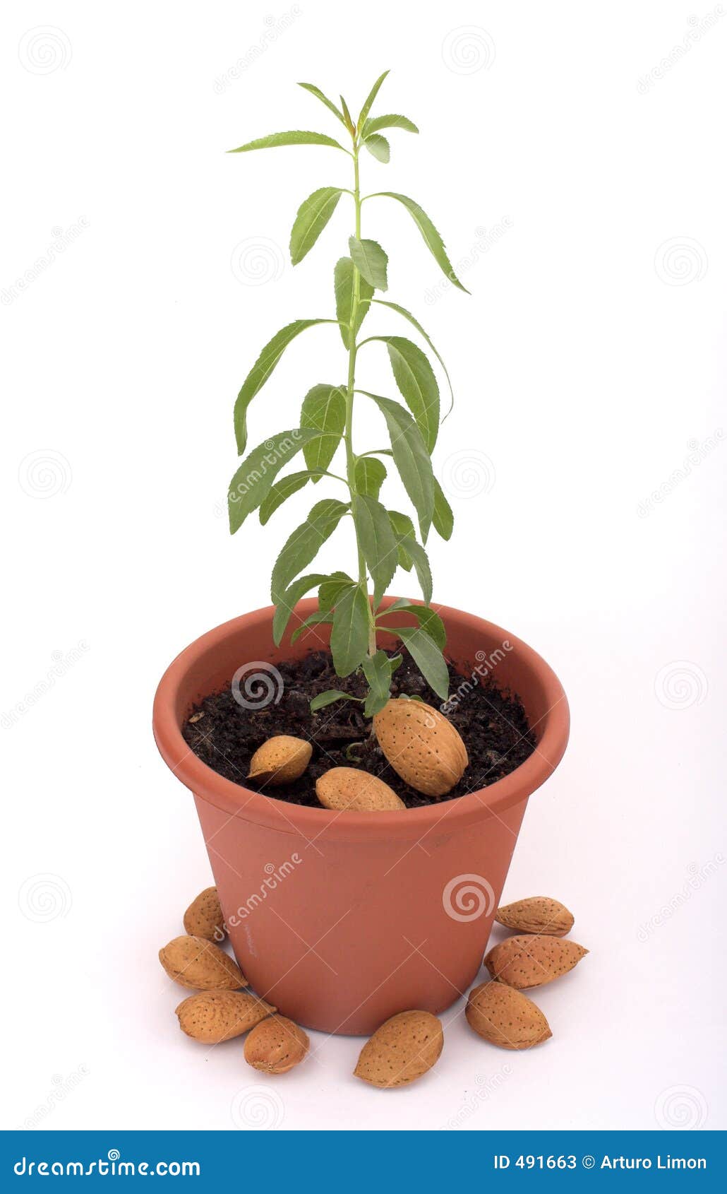 Baby almond tree stock image. Image of children, gardening - 491663